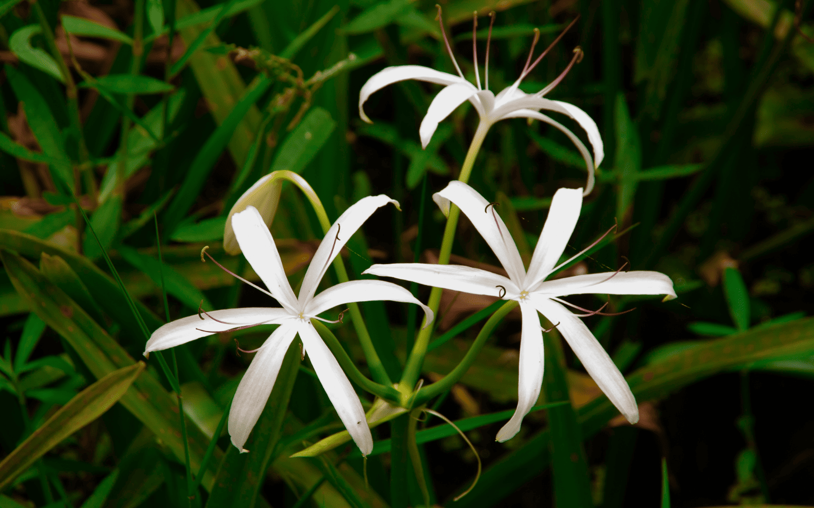 Ingredient Focus: River Lily leaf - Botany Essentials
